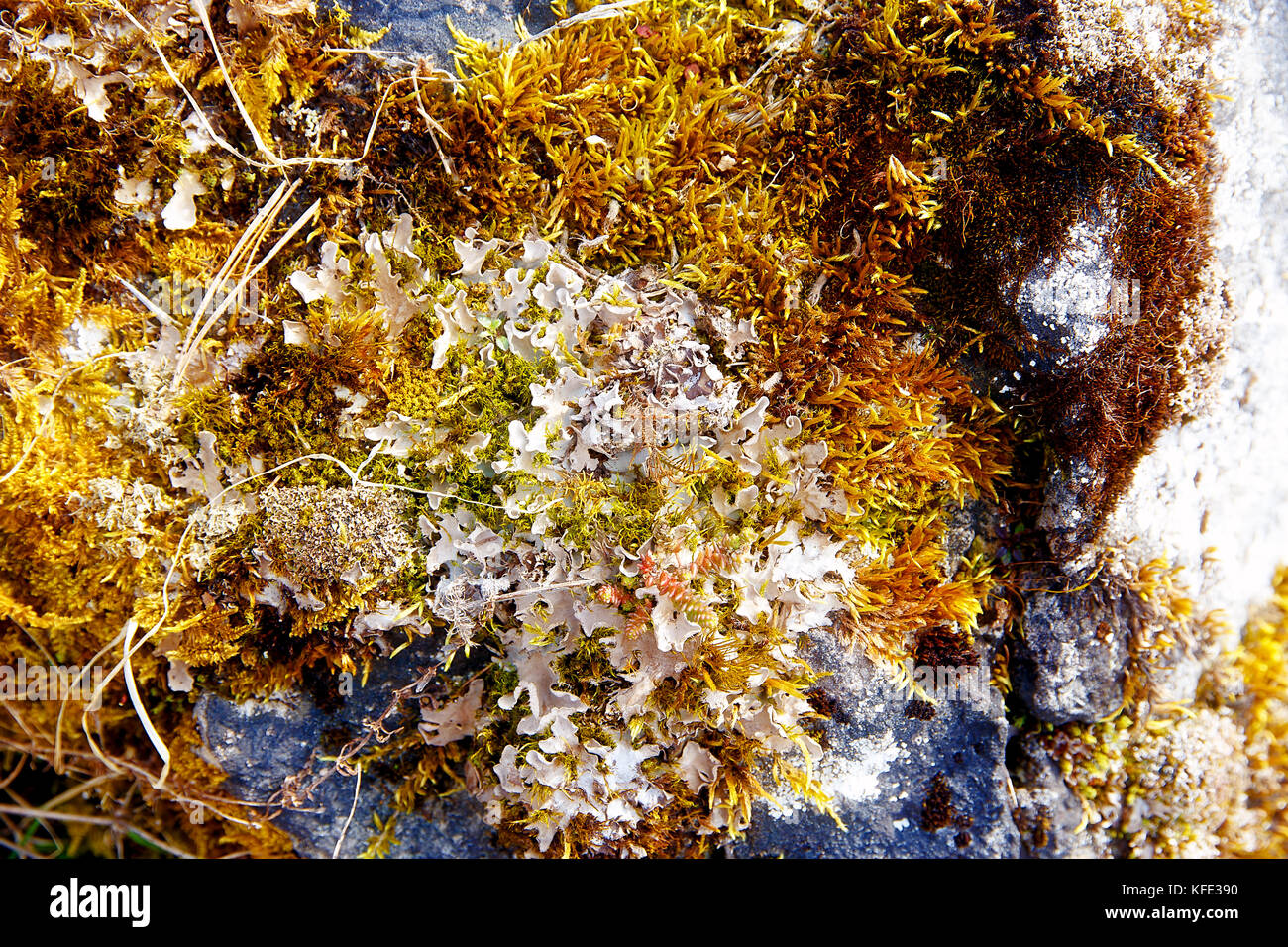 moss on a rock. Color structure background Stock Photo - Alamy