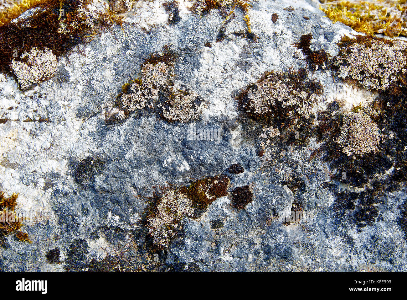 moss on a rock. Color structure background Stock Photo - Alamy