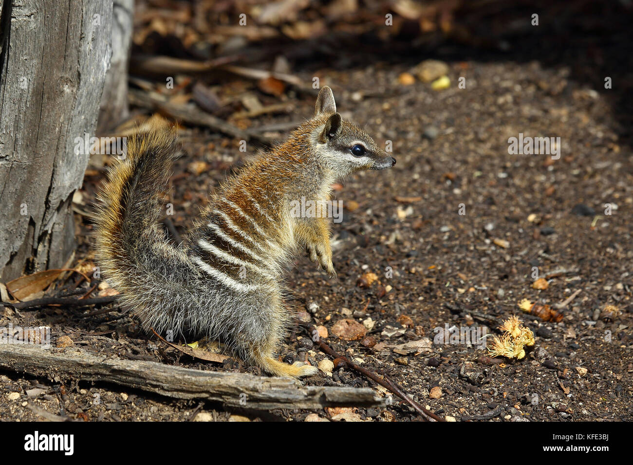 Numbat (Myrmecobius fasciatus) juvenile on its hind legs. Differing fro ...