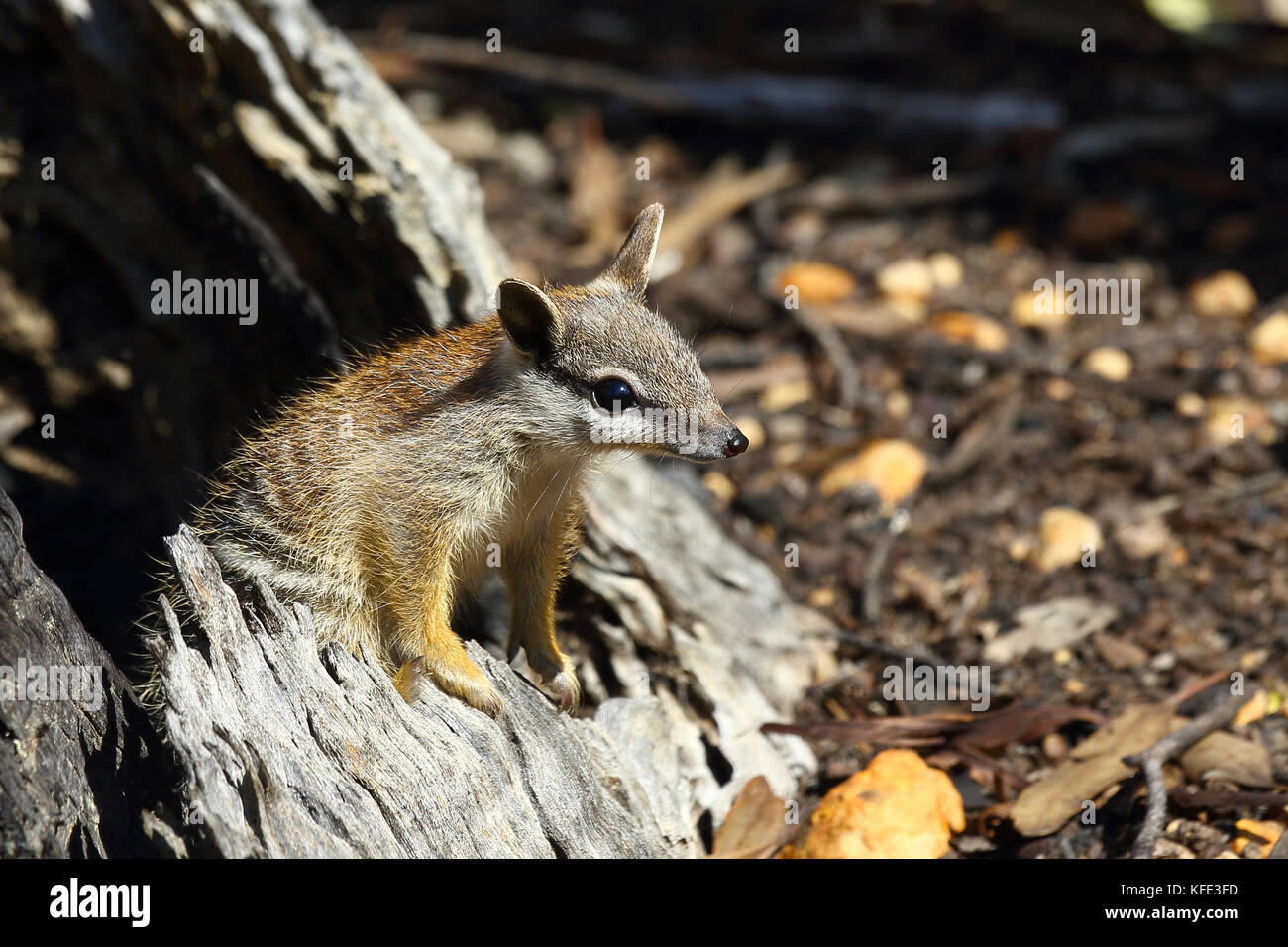 Numbat (Myrmecobius fasciatus) juvenile exploring the area of its ...