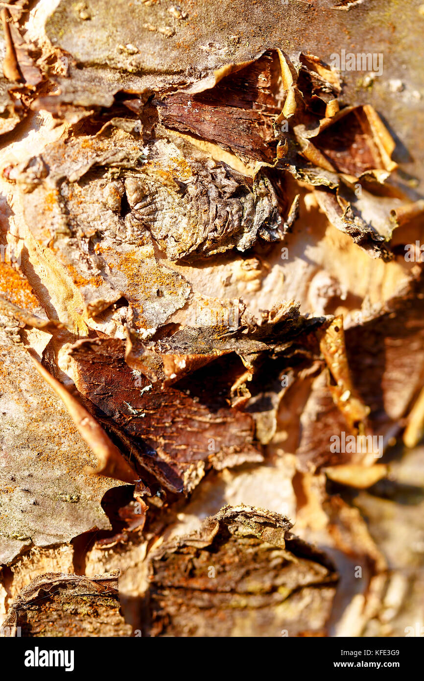 bark of tree, detailed structural pattern. Brown color background Stock ...