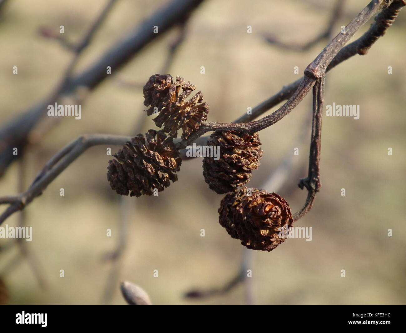 Black alder cones hanging from a tree in the forest deciduous. Brown ...