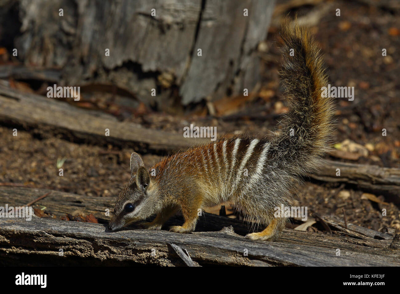 Numbat (Myrmecobius fasciatus) juvenile exploring the area of its ...