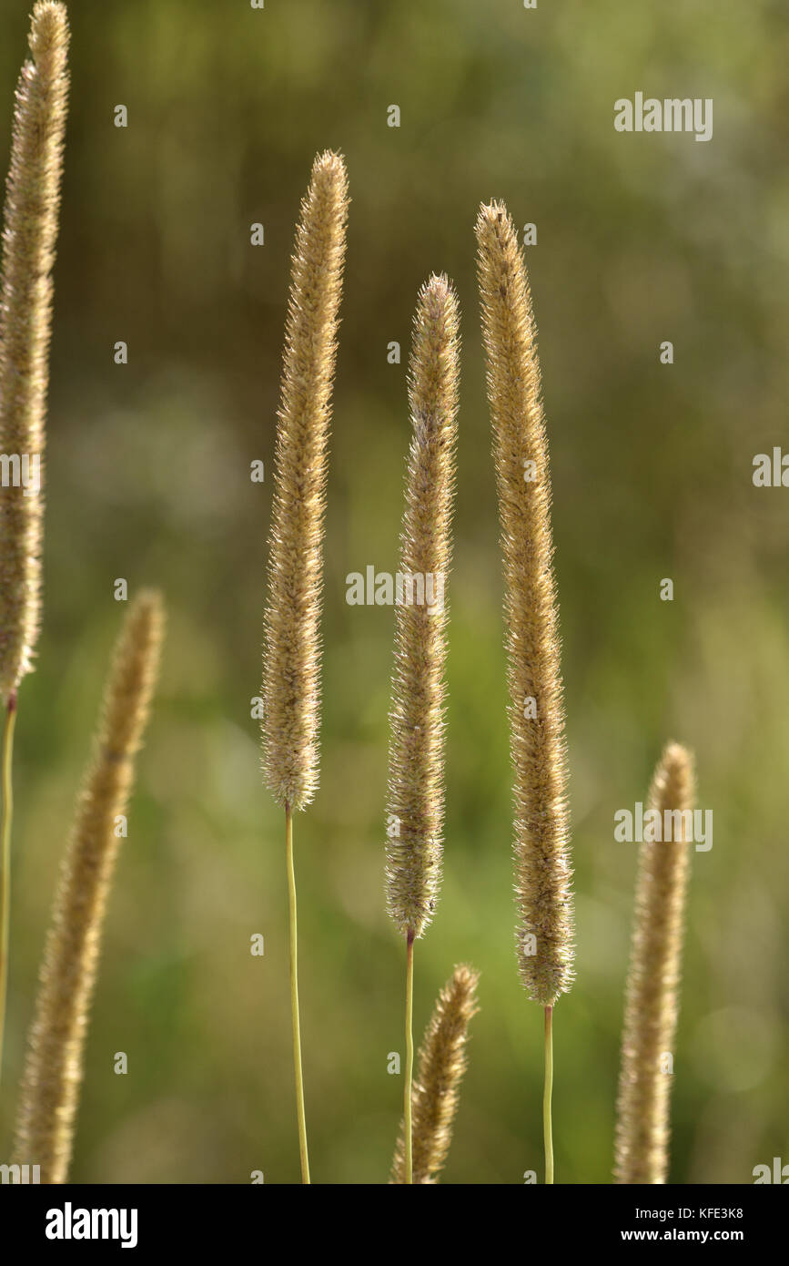 Timothy - Phleum pratense Stock Photo - Alamy