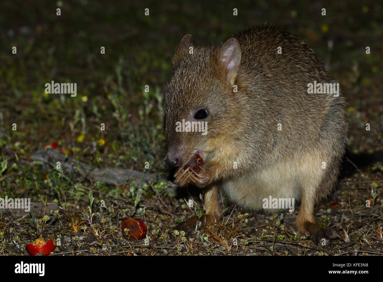 Short nosed bandicoot hi-res stock photography and images - Alamy