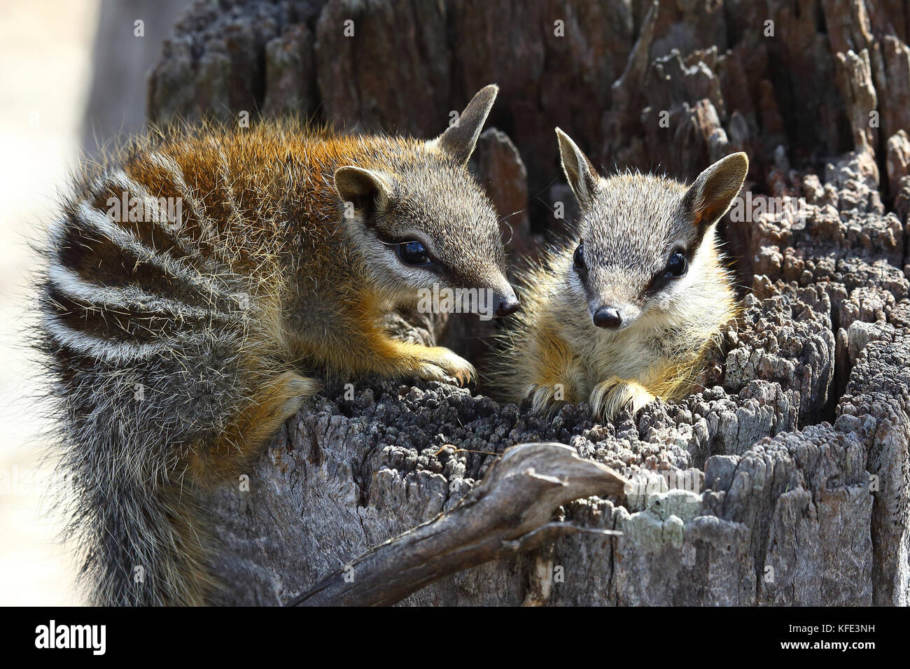 Numbat myrmecobius fasciatus pair hi-res stock photography and images ...