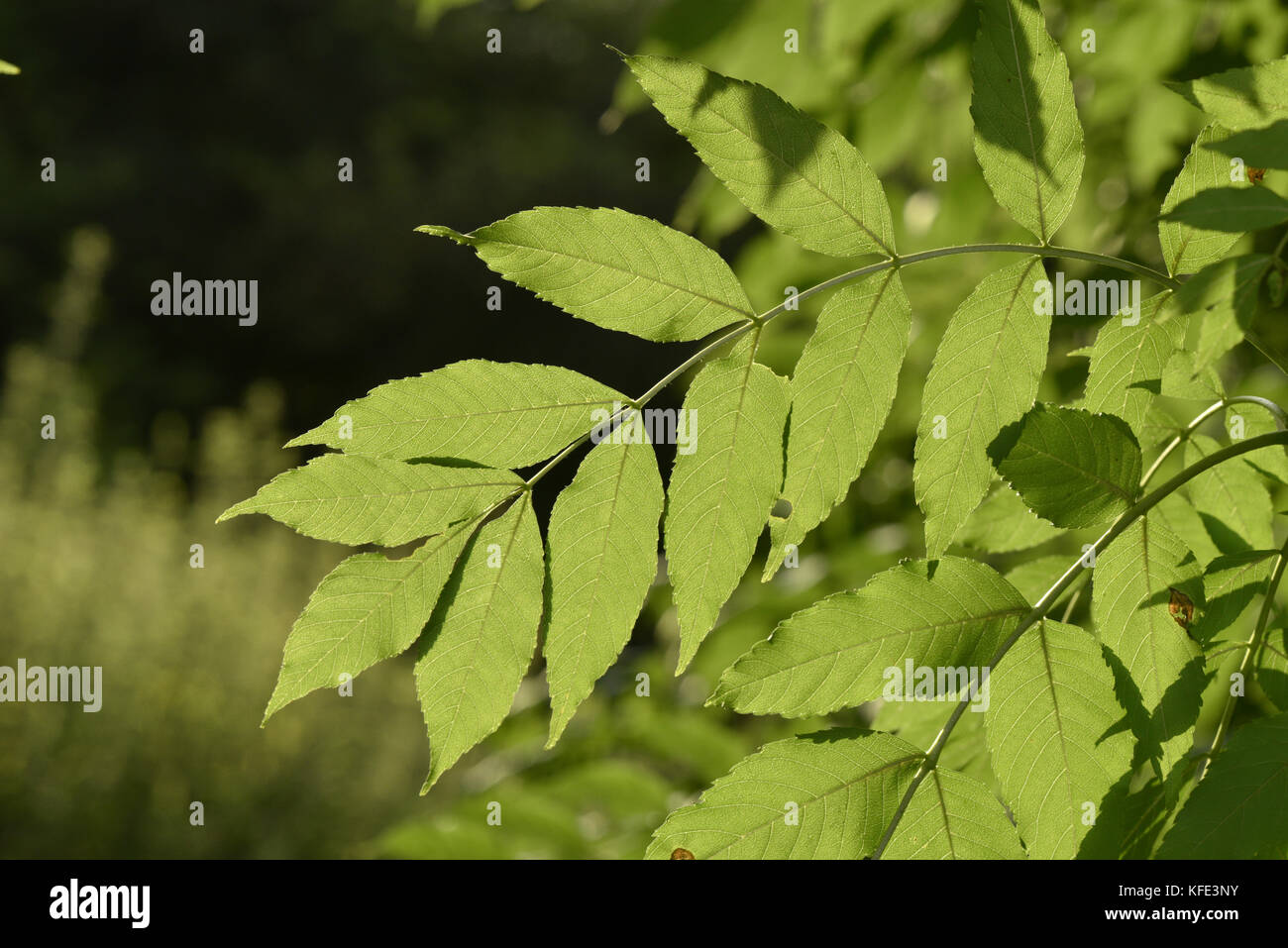 Ash tree leaves close up hi-res stock photography and images - Alamy