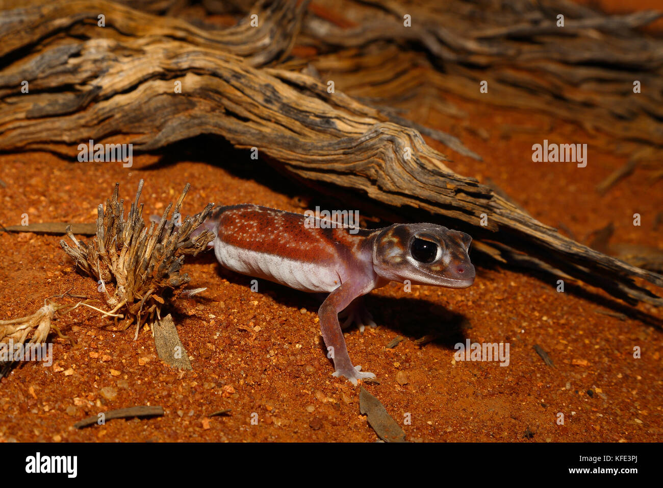 Midline knob-tailed gecko (Nephrurus vertebralis) on red sand. Mount ...