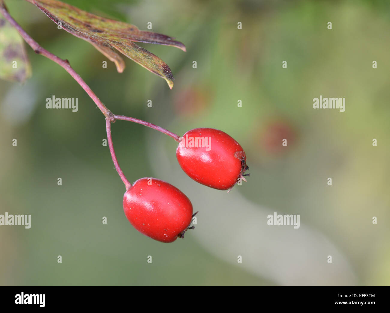 Crataegus laevigata hi-res stock photography and images - Alamy