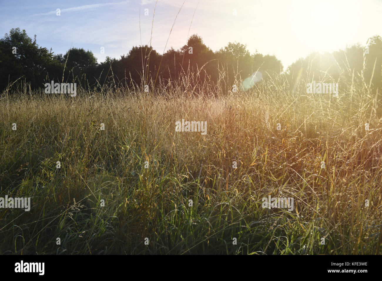 Meadows or grasslands hi-res stock photography and images - Alamy