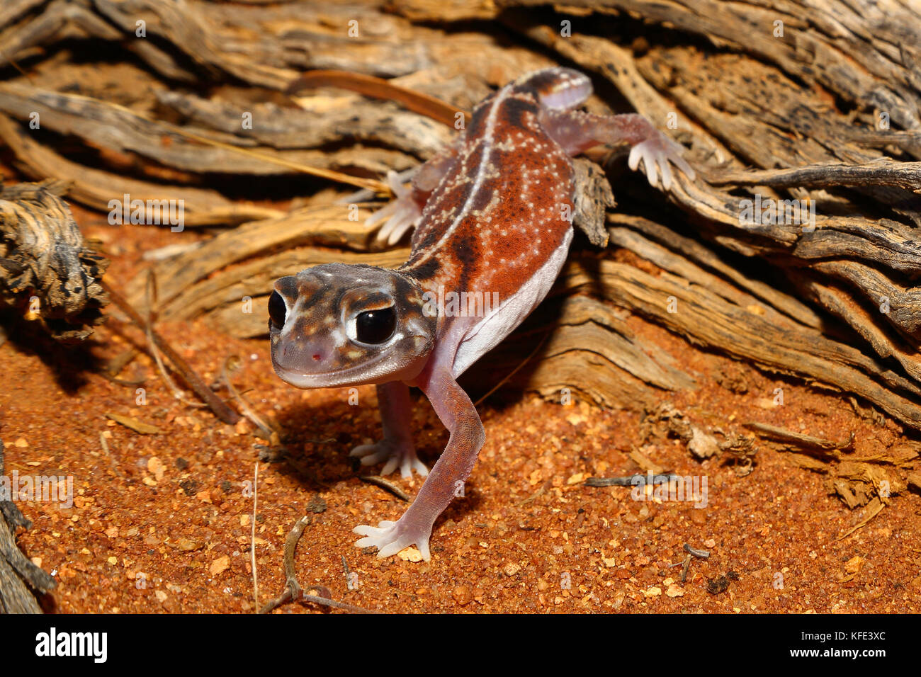 Midline knob-tailed gecko (Nephrurus vertebralis) climbing down a log ...