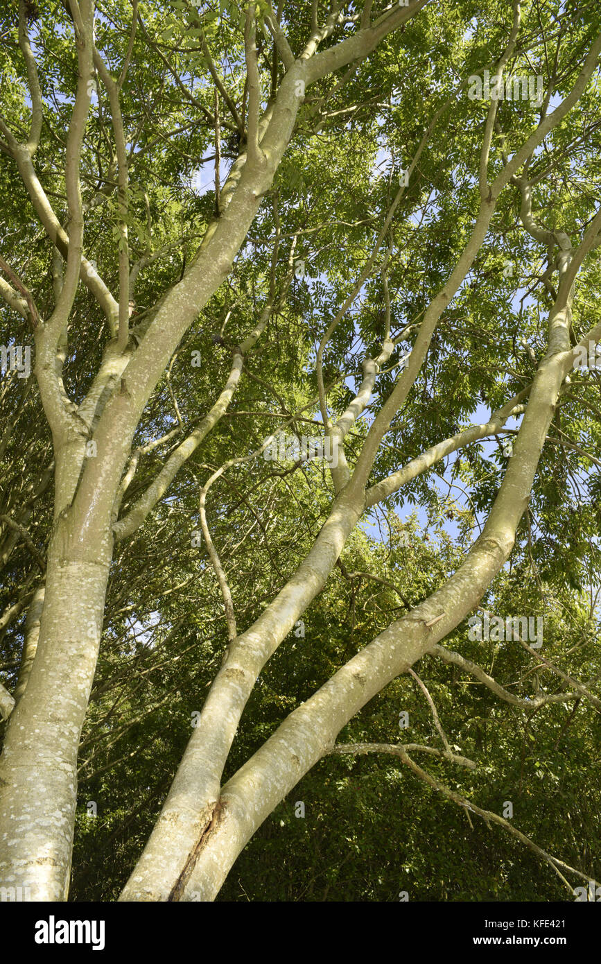 Ash tree fraxinus excelsior trunk hi-res stock photography and images ...