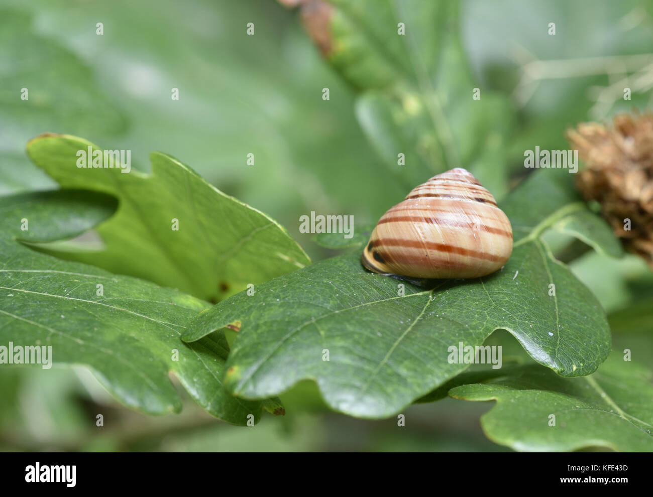 Brown-lipped Snail - Cepaea nemoralis Stock Photo - Alamy