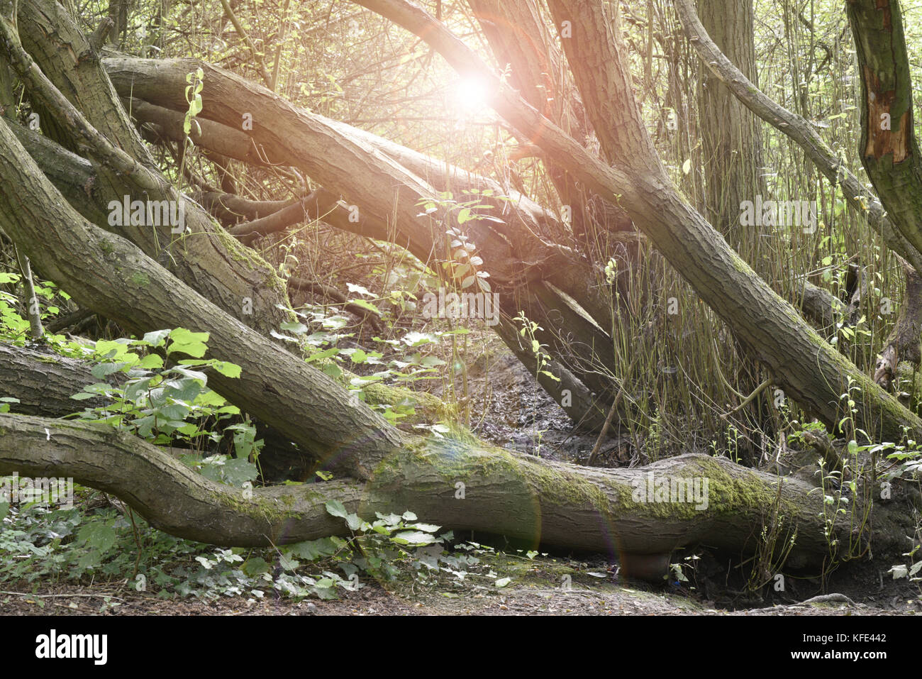 Deciduous woodland trees hi-res stock photography and images - Alamy