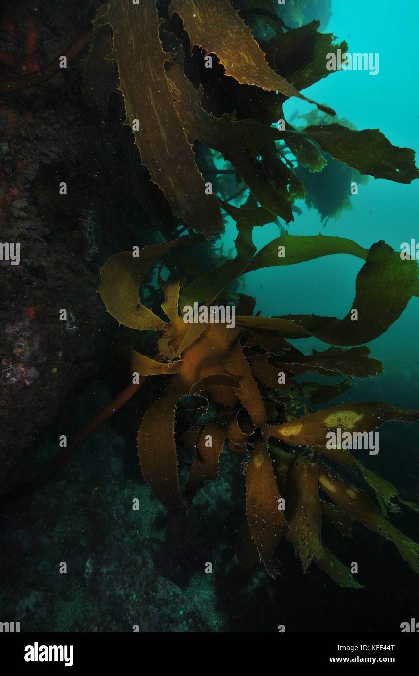 Brown stalked kelp Ecklonia radiata growing on dark vertical rocky wall ...