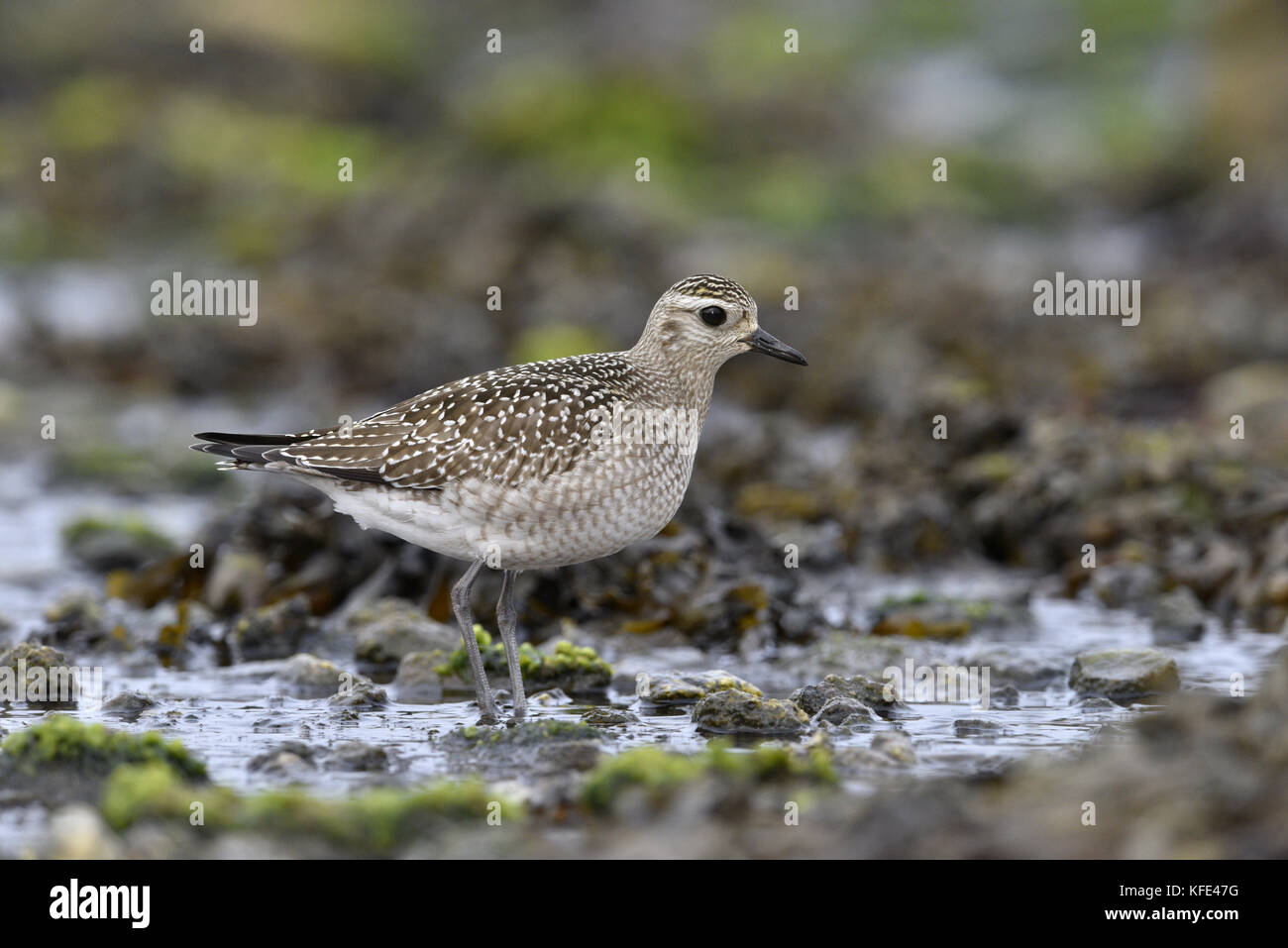 Golden plovers hi-res stock photography and images - Alamy