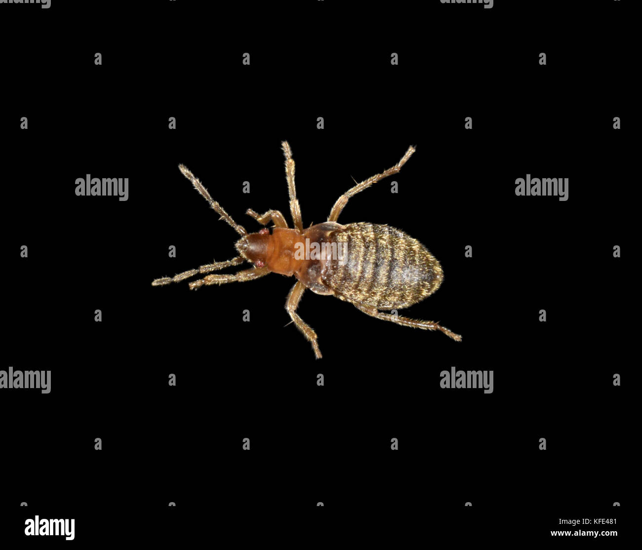 Aepophilus bonnairei - a marine bug (Hemiptera/Heteroptera Stock Photo ...