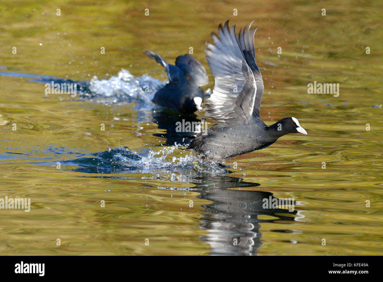 Birds of british rivers and ponds hi-res stock photography and images ...