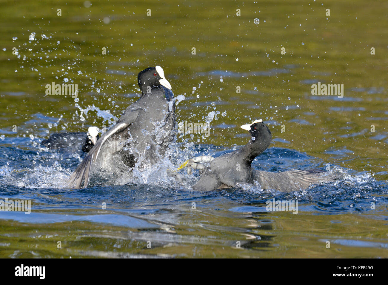 Birds of british rivers and ponds hi-res stock photography and images ...