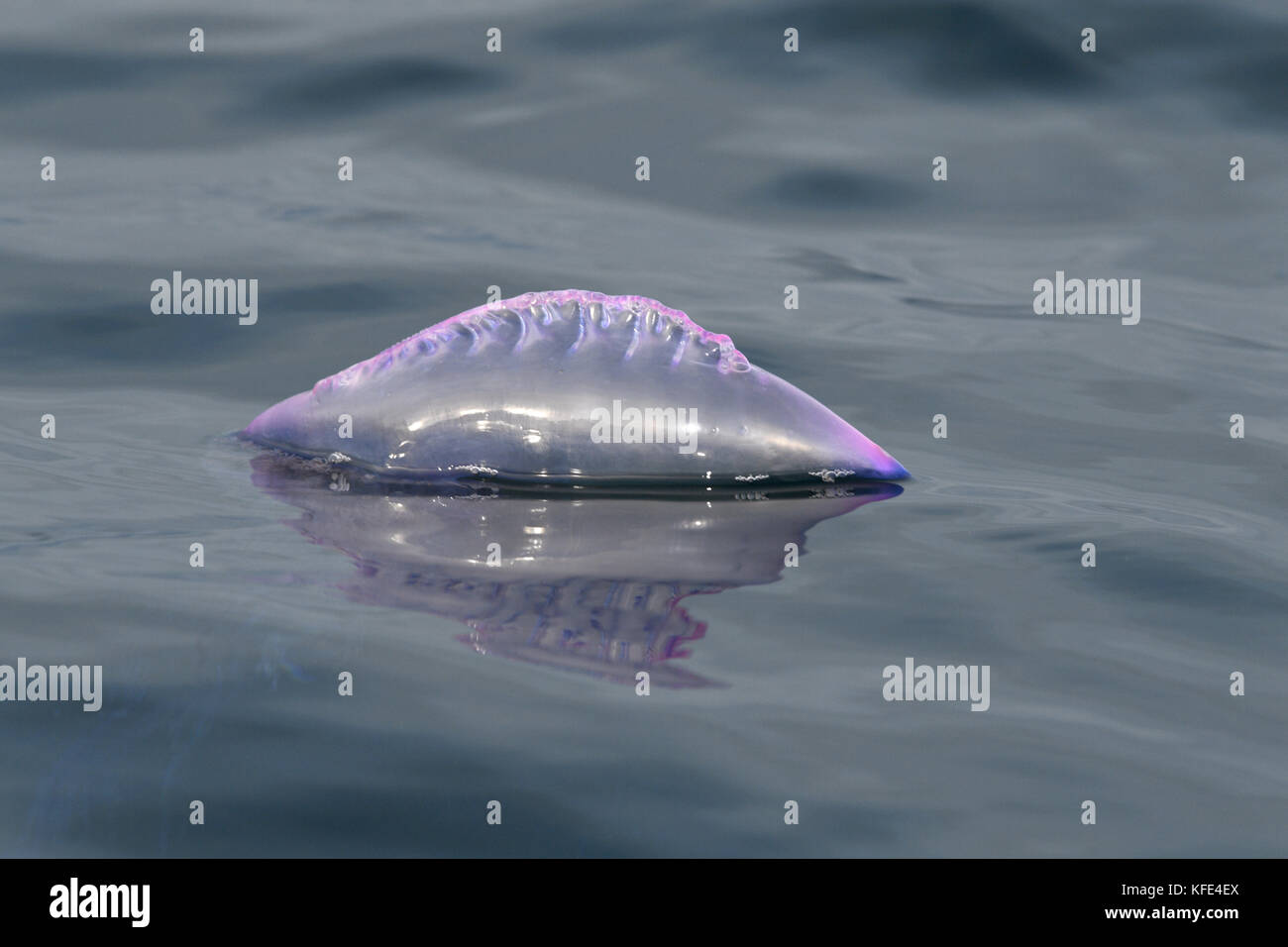 Portuguese Man-of-war - Physalia physalis Stock Photo - Alamy