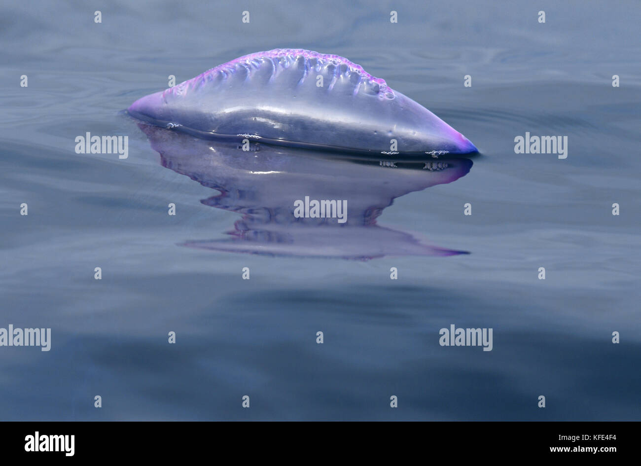 Portuguese Man-of-war - Physalia physalis Stock Photo - Alamy