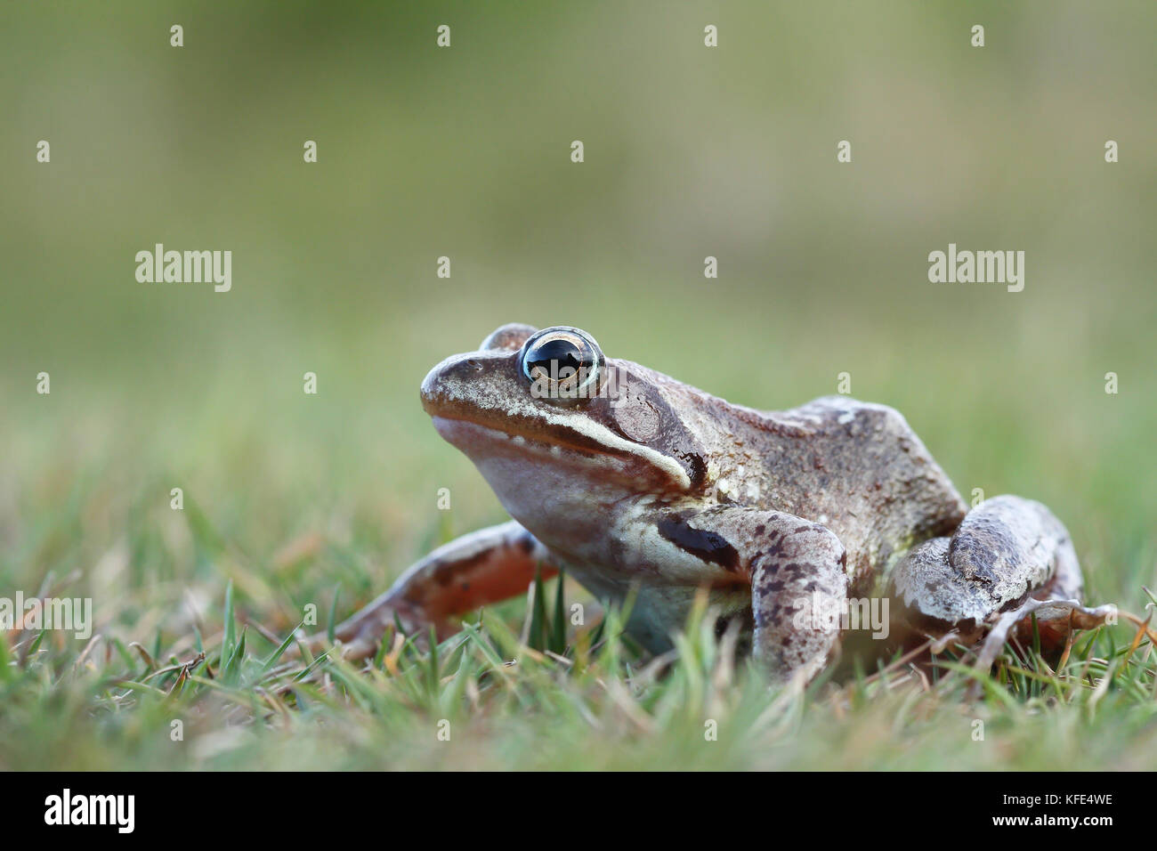 Common frog (Rana temporaria Stock Photo - Alamy