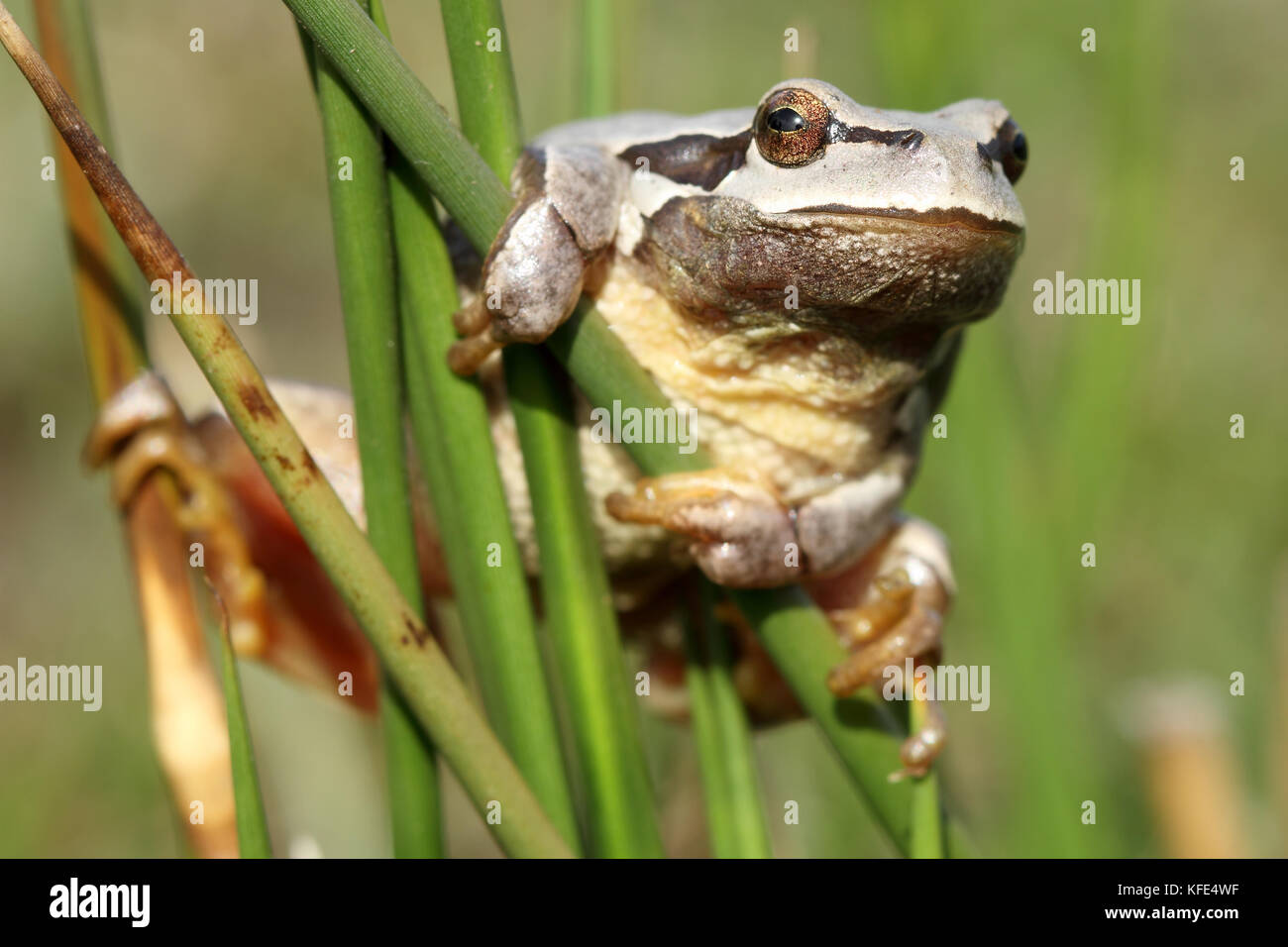 European tree frog (Hyla arborea) grey mutation Stock Photo - Alamy