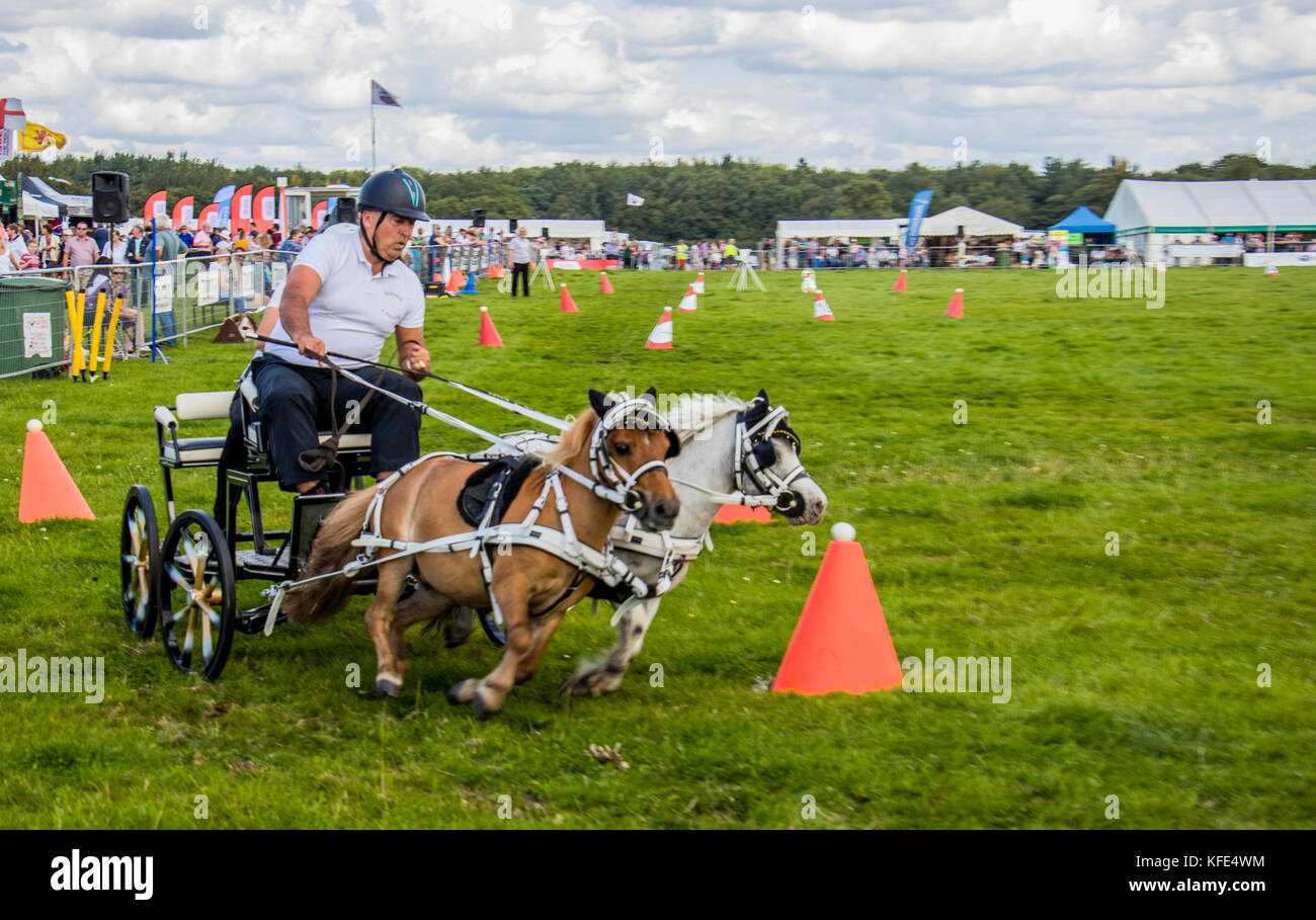Carriage and horses driving at speed hi-res stock photography and ...
