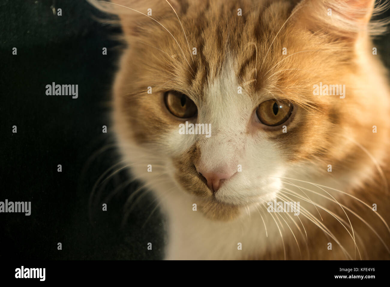 Golden cats eyes hi-res stock photography and images - Alamy