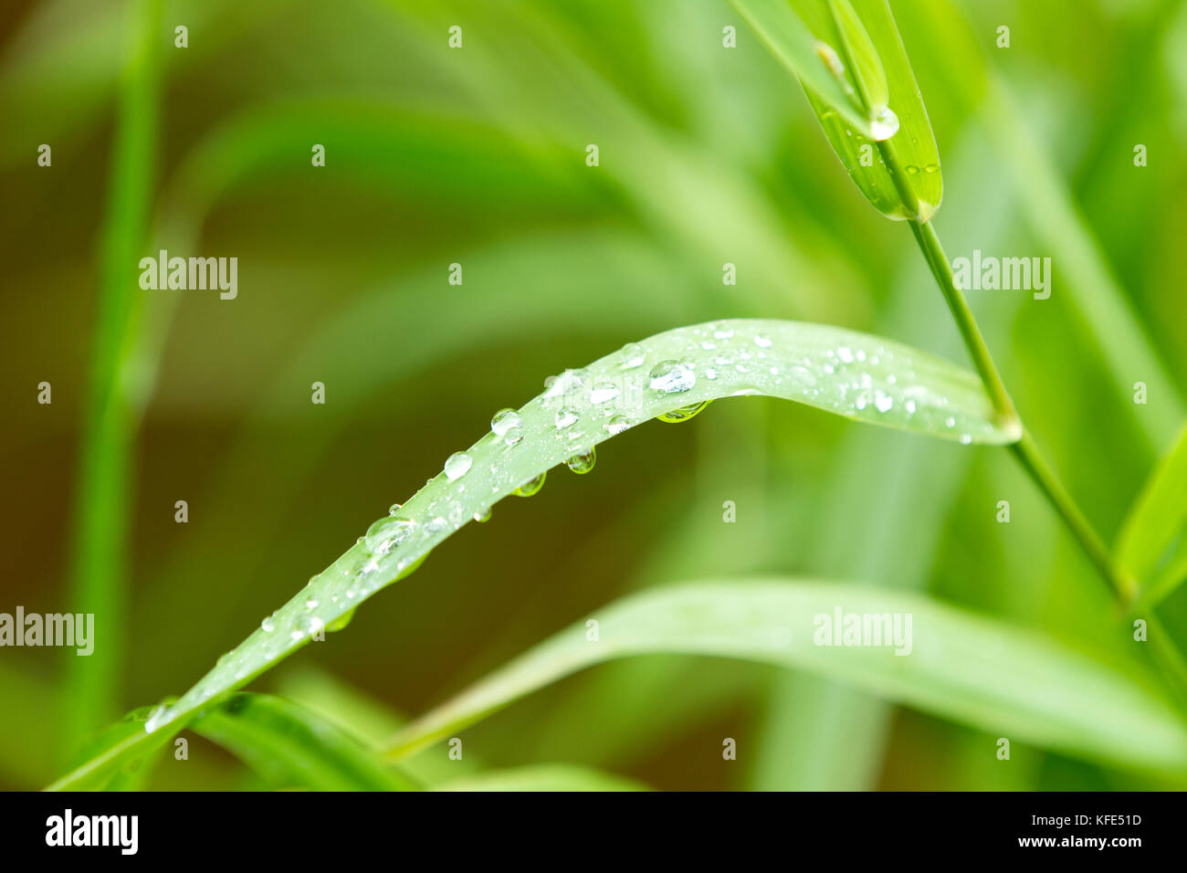 Beautiful dew drops on a leaf in the forest Stock Photo - Alamy