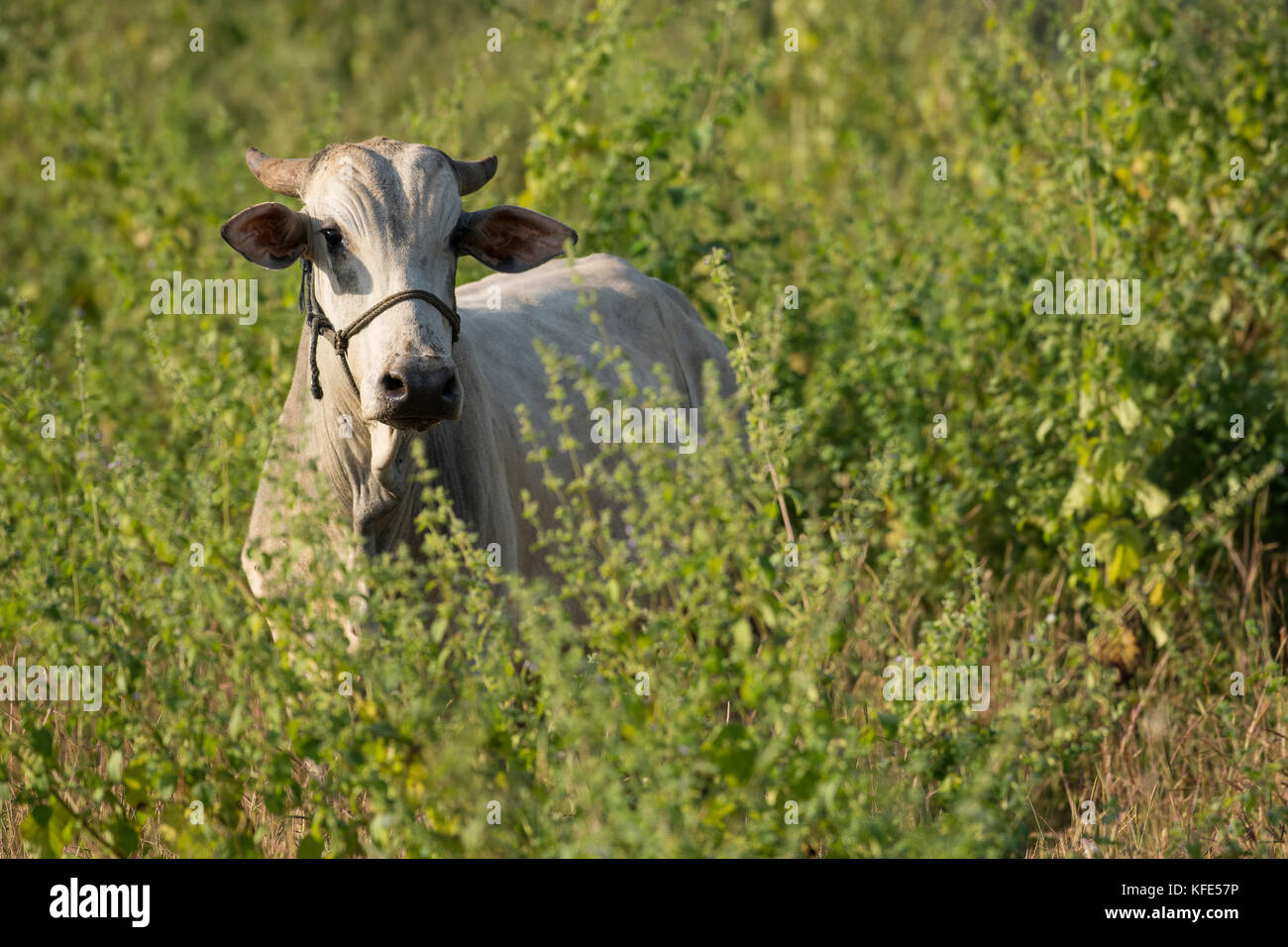 Indian village bull hi-res stock photography and images - Alamy