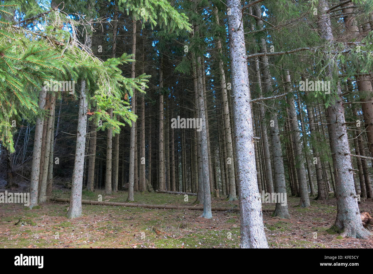 FOREST OF SPRUCE 2017 Stock Photo - Alamy