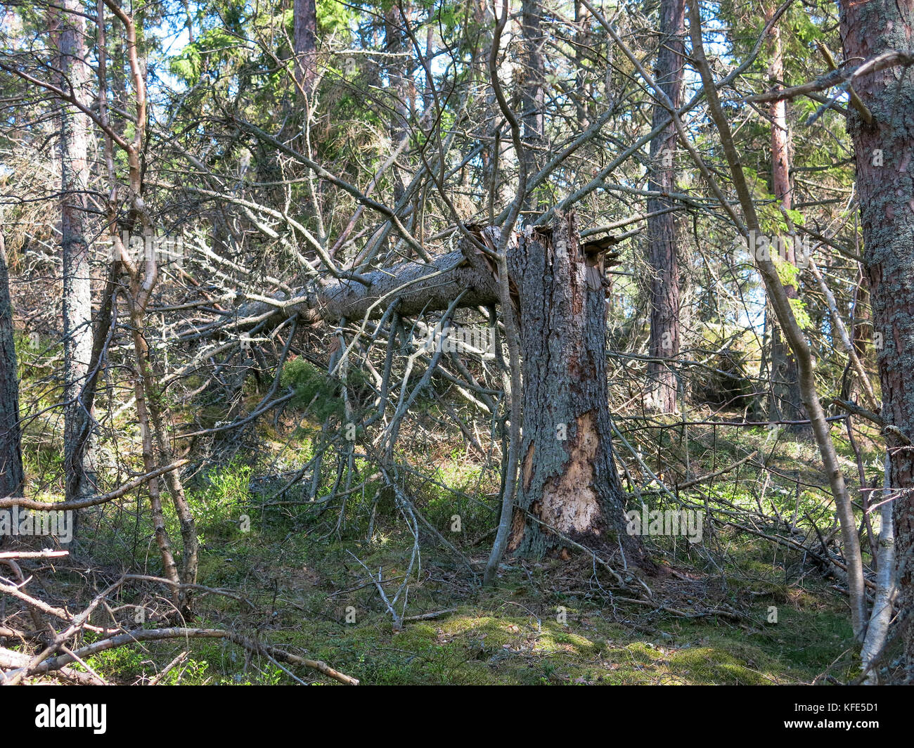 Old forest landscape hi-res stock photography and images - Alamy