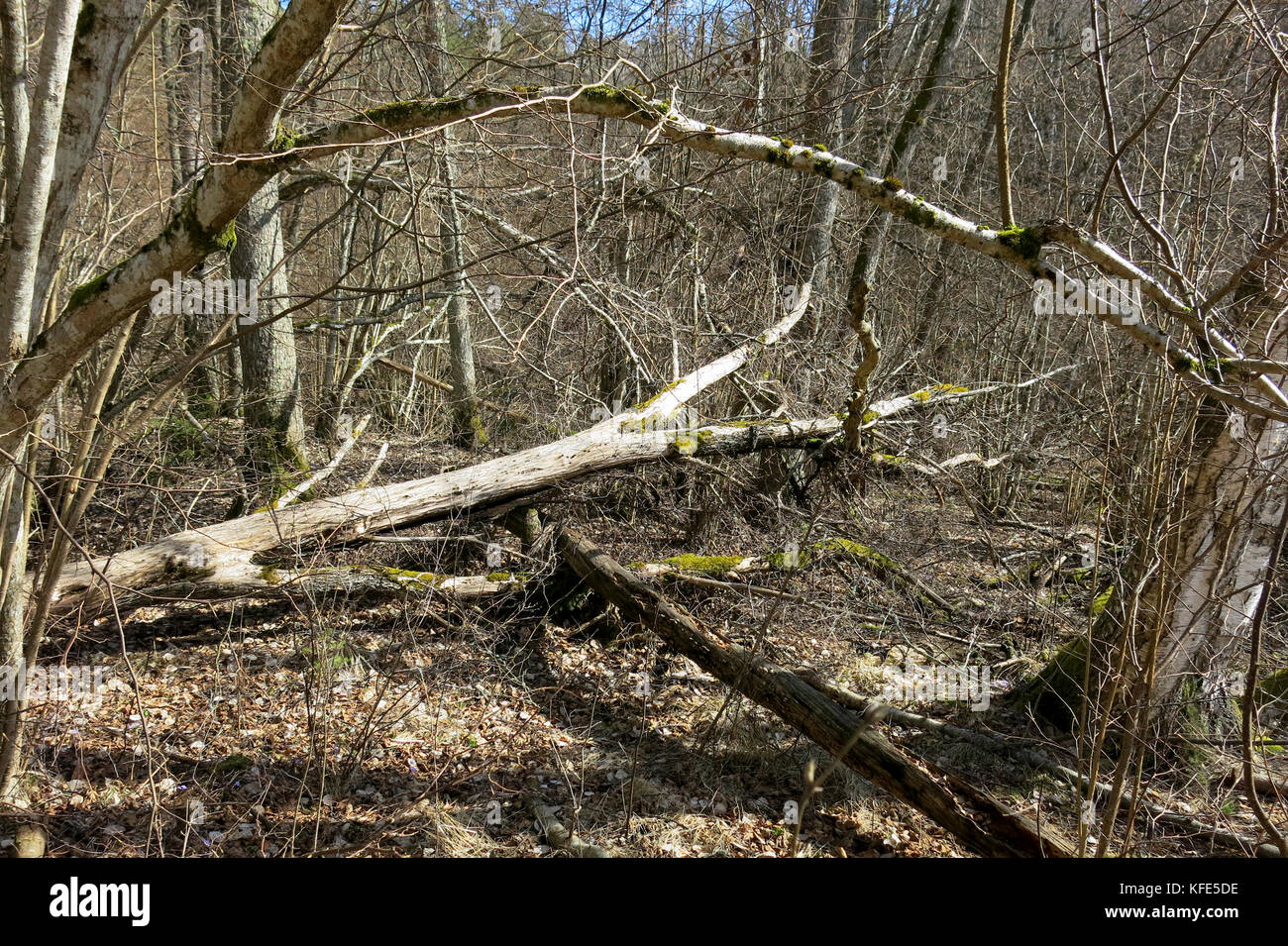 OLD NATURAL FOREST at spring 2017 Stock Photo - Alamy