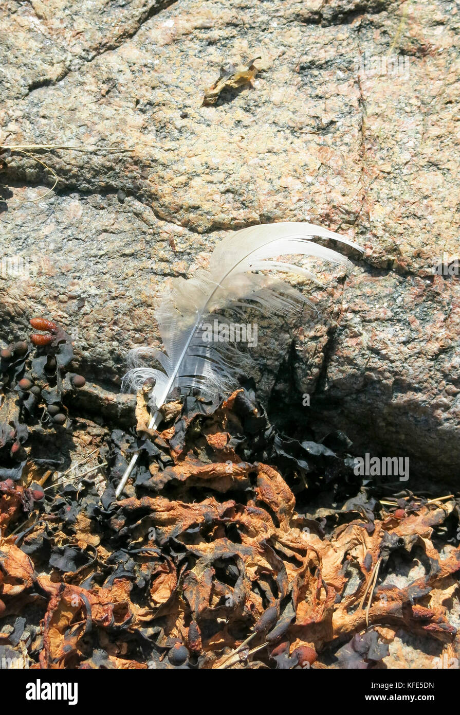 SEAWEED and a feather at a rock 2017 Stock Photo - Alamy