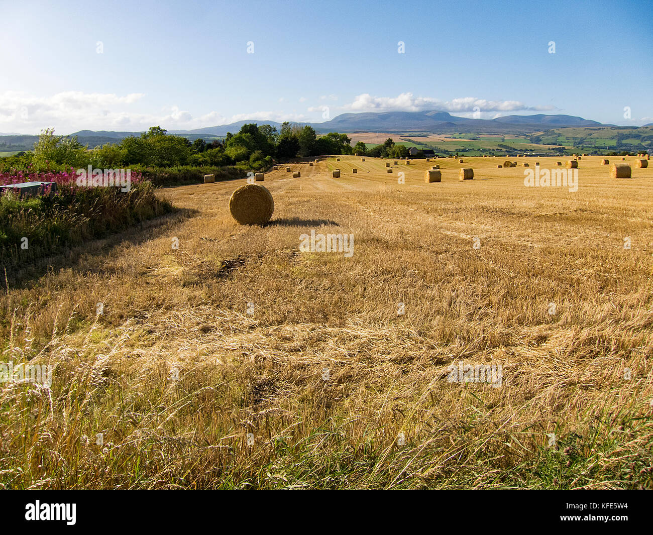 Round hay bales in the Black Isle, Scotland Stock Photo - Alamy