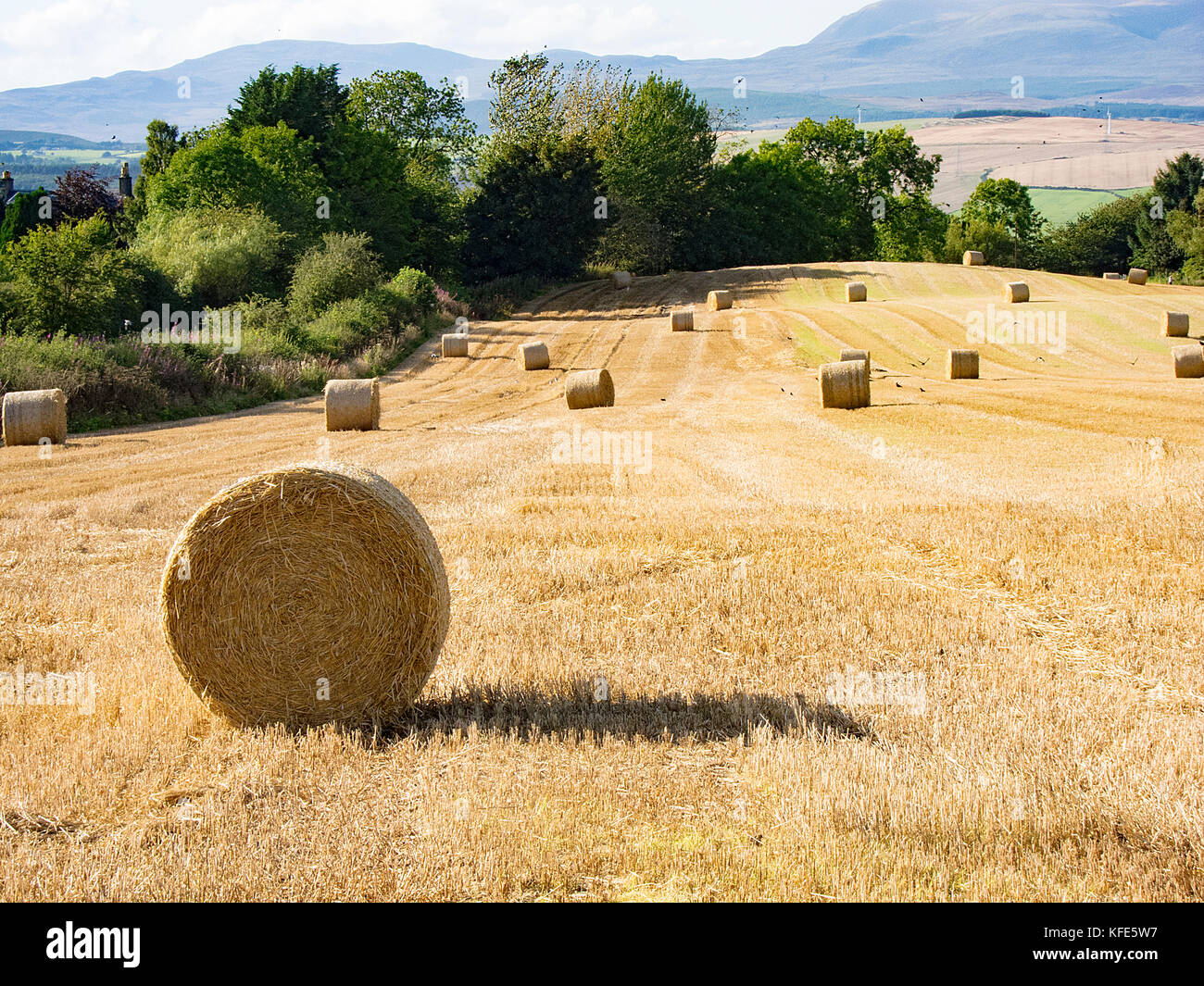 Round hay bales in the Black Isle, Scotland Stock Photo - Alamy