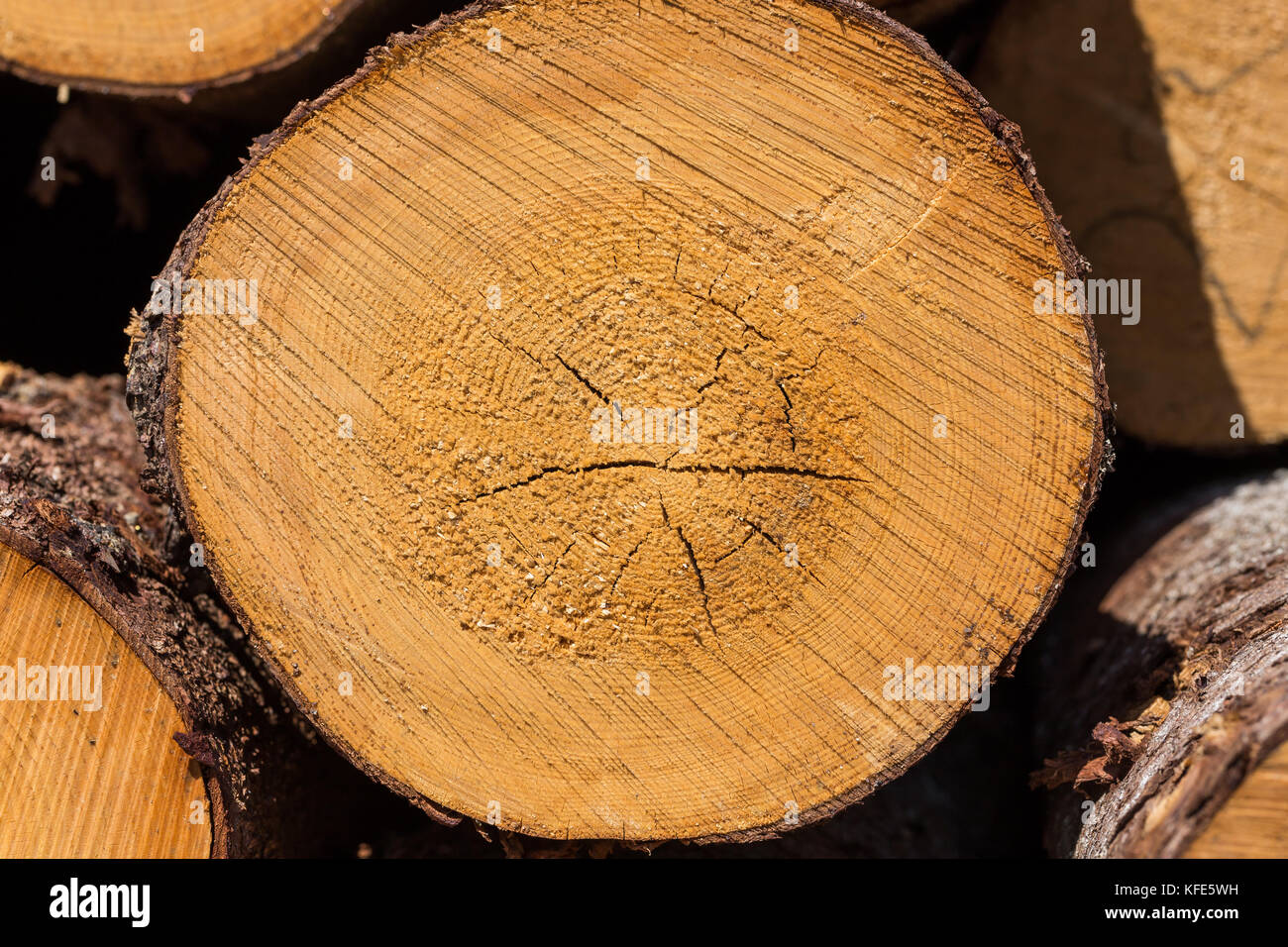 Wood logs. Timber logging in forest. Freshly cut tree logs piled up as ...