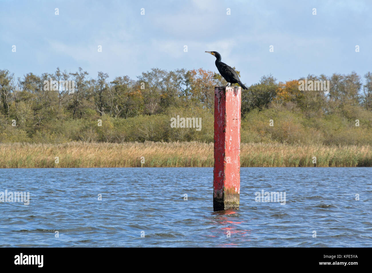 Navigation marker with cormorant hi-res stock photography and images ...