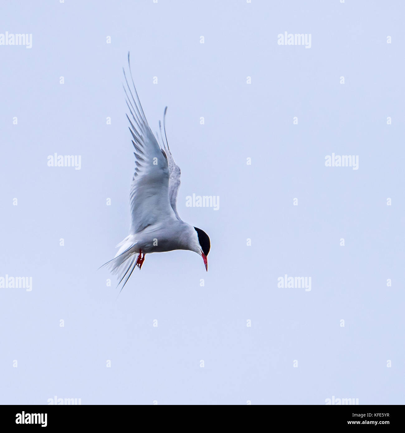 The Hovering Arctic Tern before the fast dive for prey, a small fish ...
