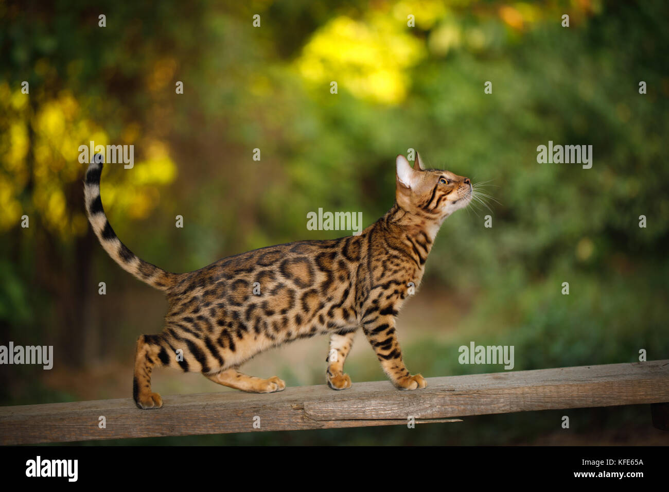 Bengal Cat outdoor Stock Photo - Alamy