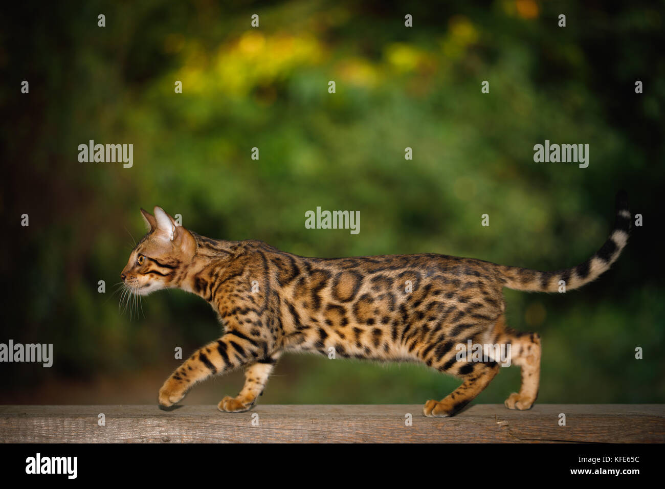 Bengal Cat outdoor Stock Photo - Alamy