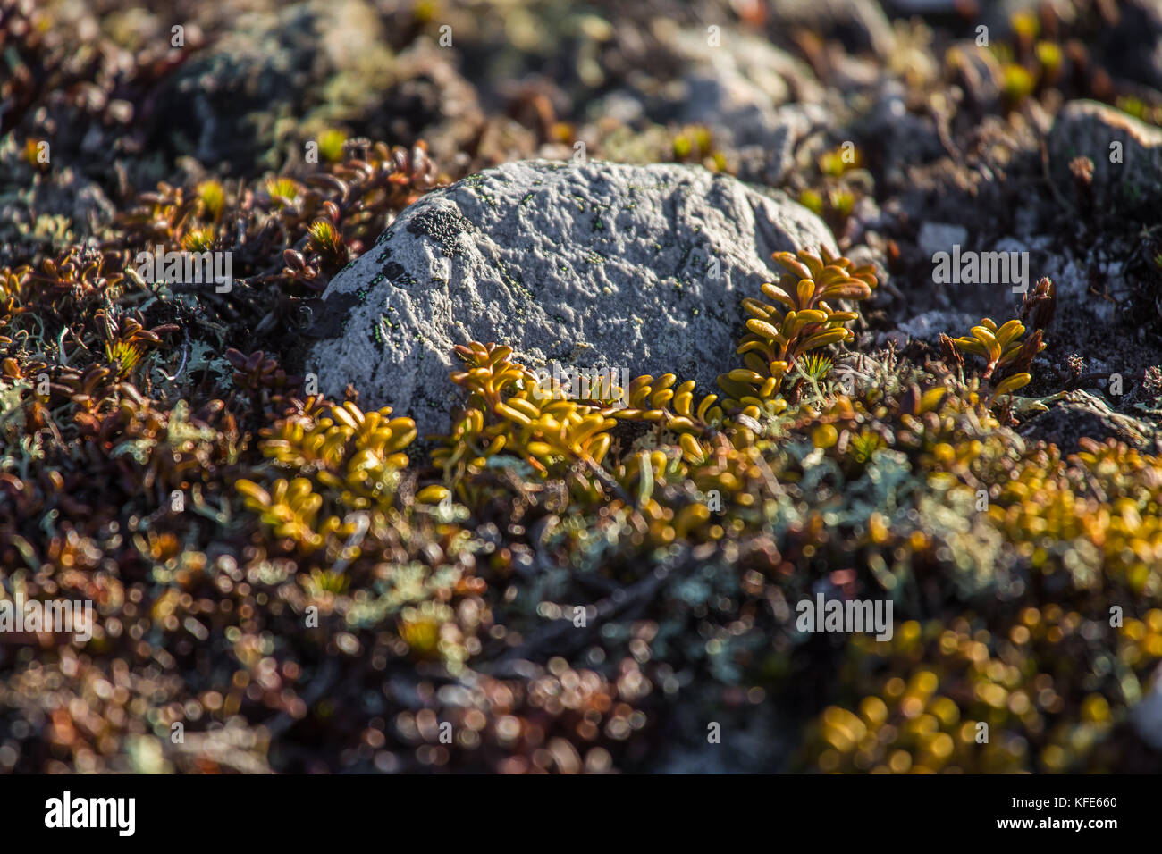 Wild berries growing on a mountain hillside in autumn in Norway. Tasty ...