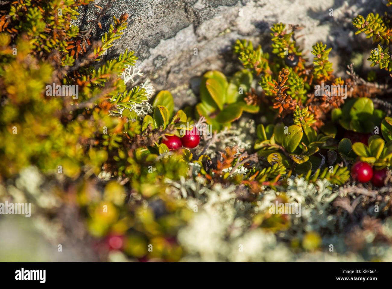 Wild berries growing on a mountain hillside in autumn in Norway. Tasty ...