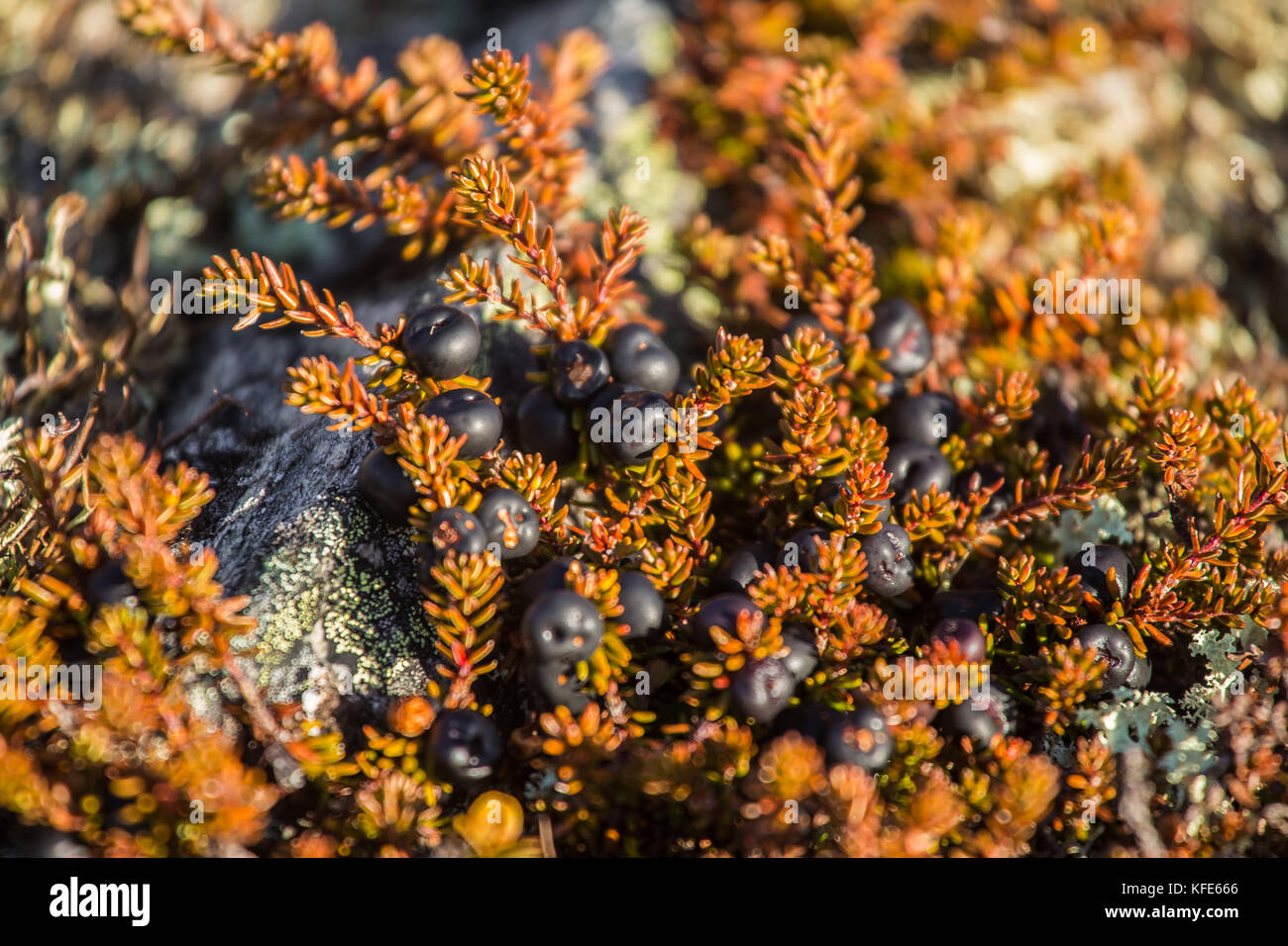 Hillside berries hi-res stock photography and images - Alamy