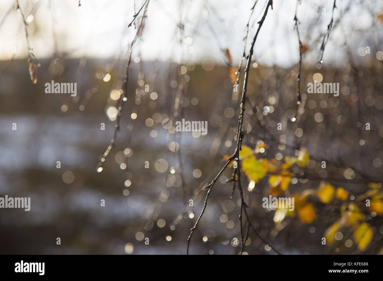 Rain droplets hanging in the empty tree branches. Autumn scenery in ...