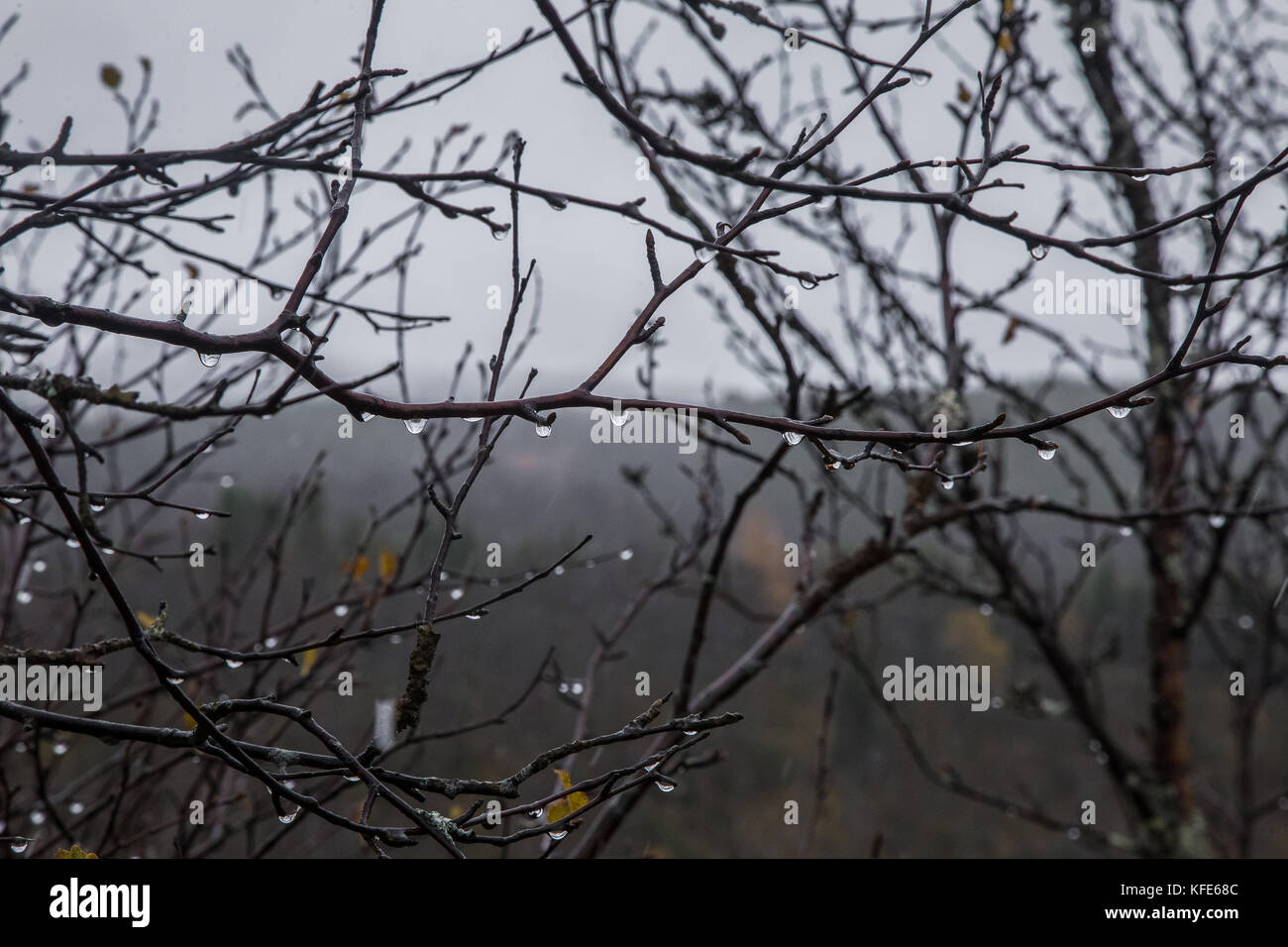 Rain droplets hanging in the empty tree branches. Autumn scenery in ...
