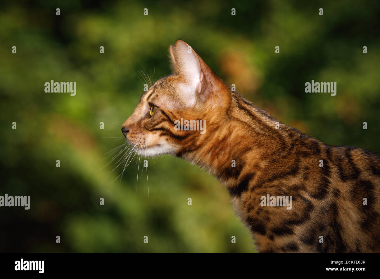 Bengal Cat outdoor Stock Photo - Alamy