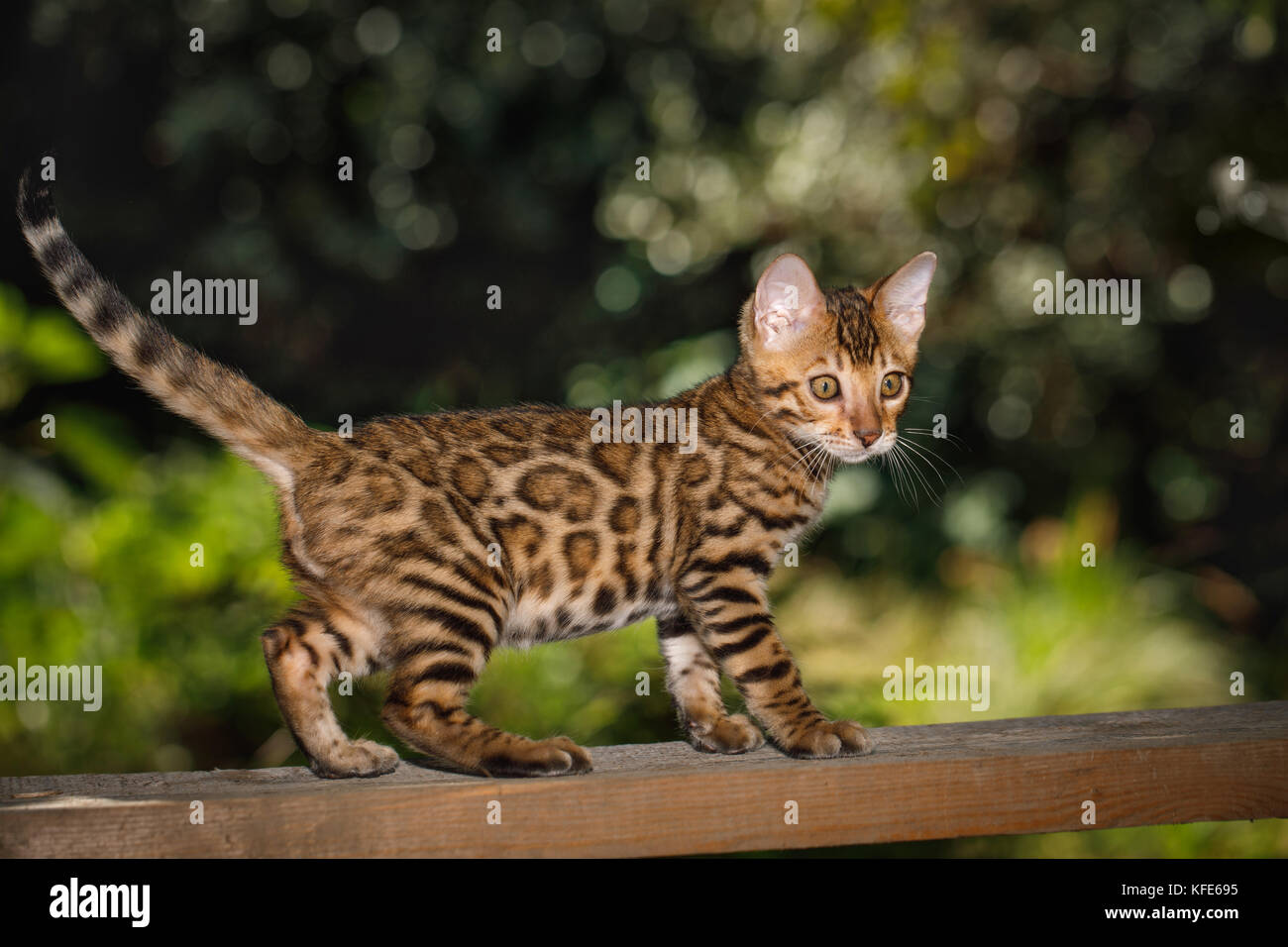 Bengal kitten outdoor Stock Photo - Alamy