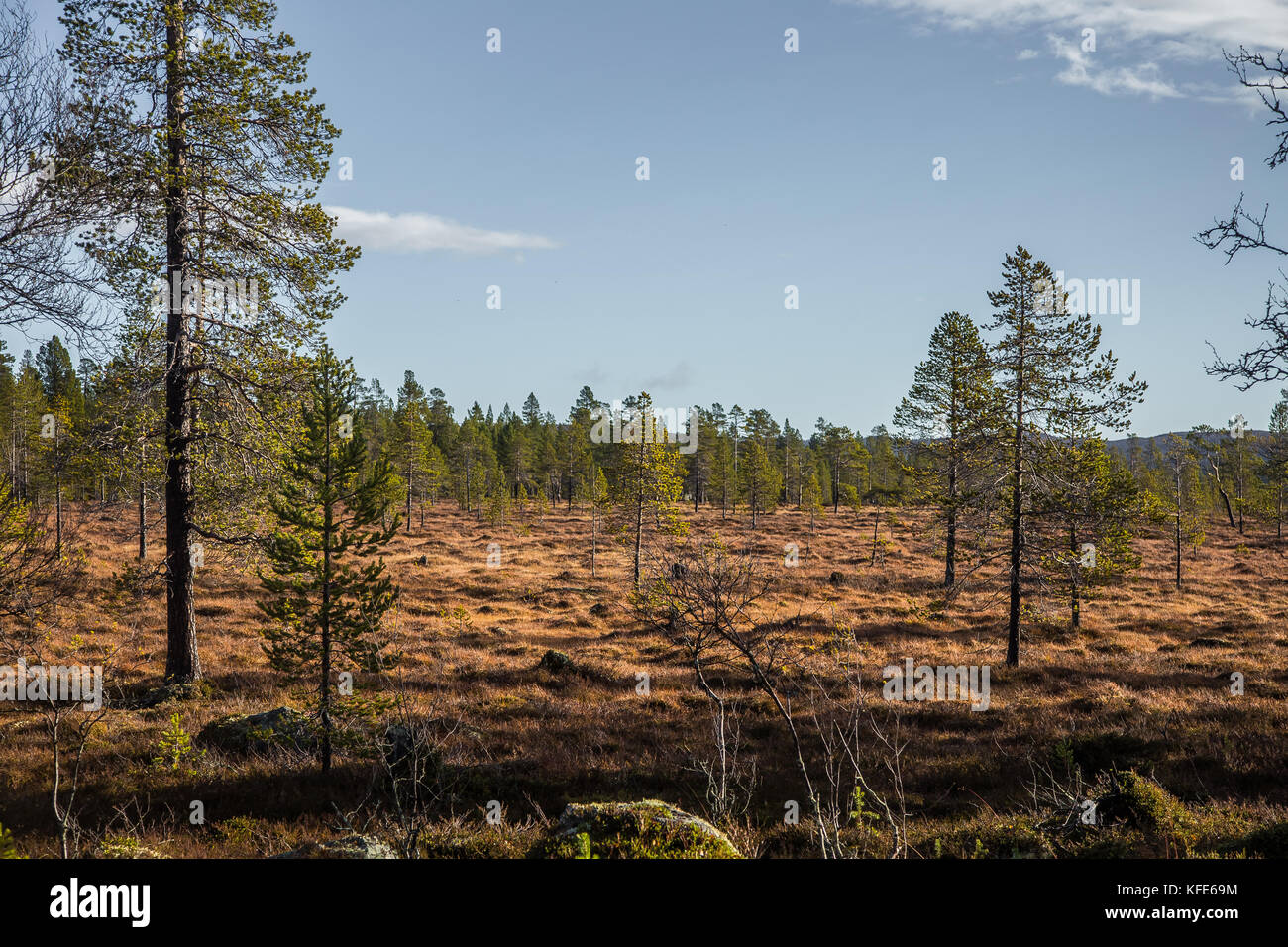 A beautiful autumn landscape of a central Norwegian forest in ...